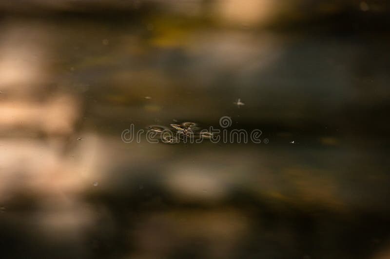 Small Aquatic Insect on the Surface of the Water Stock Image - Image of ...