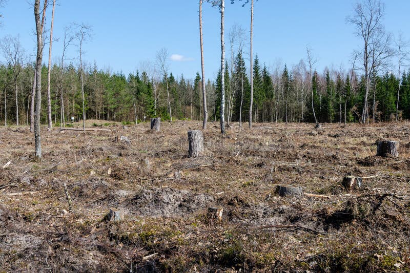 A Small Area of Forest Has Been Cut Down Stock Image - Image of area ...