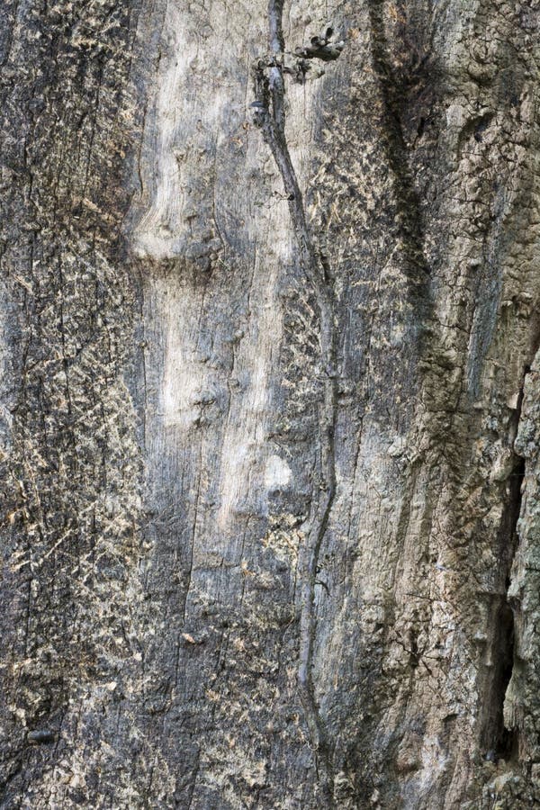 Texture of old tree stock photo. Image of dead, tree - 124295536