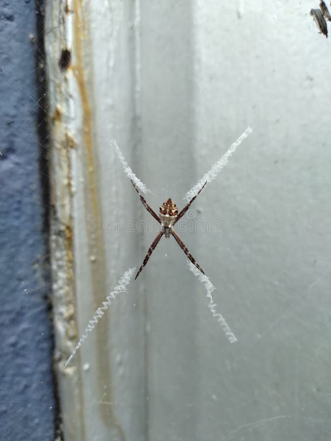 A small Argiope spider stock image. Image of spider - 293498905