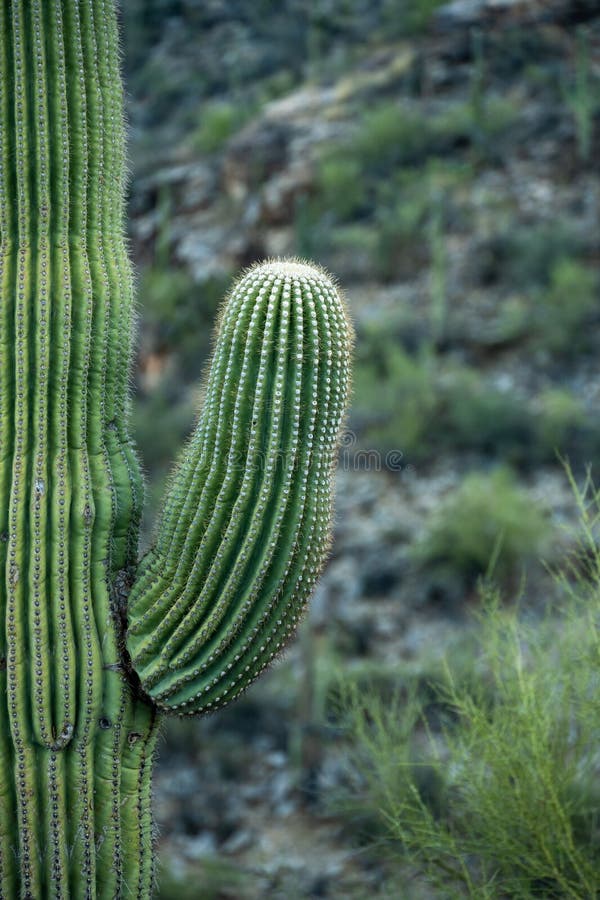 Small Arm Waves on the Side of Saguaro Cactus Stock Image - Image of ...