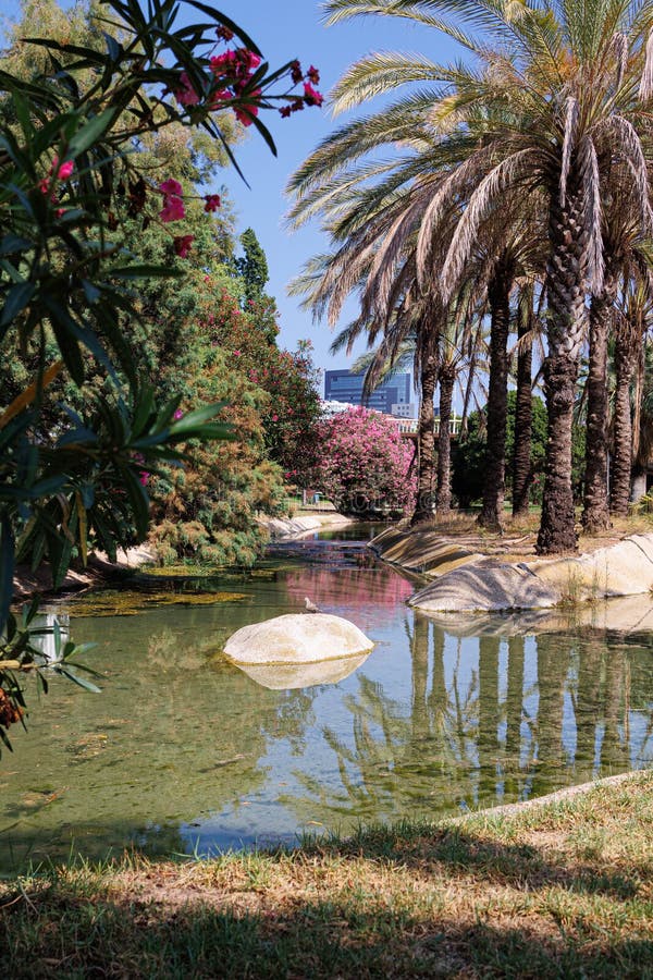 Small Artificial Pond in Turia Park with Palm Trees and Flowers Stock ...