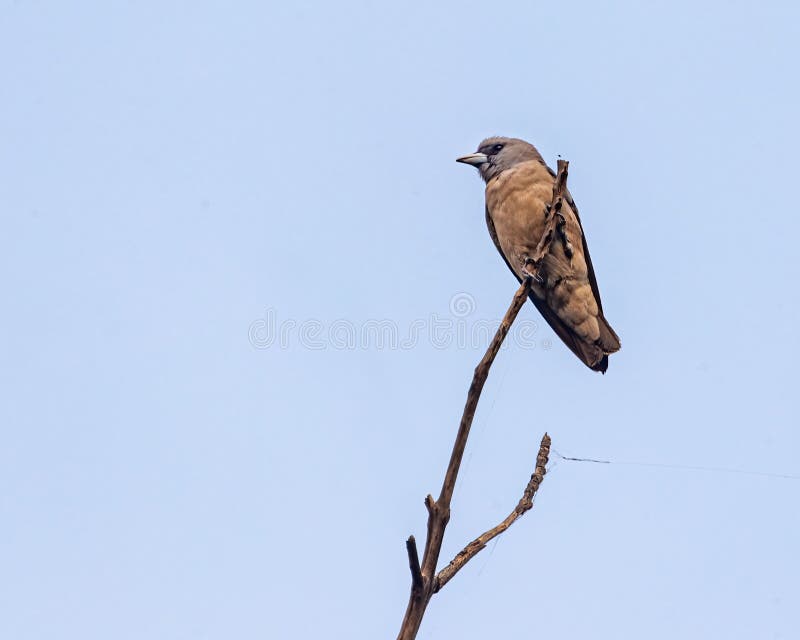 Small Ashy Woodswallow Bird on a Thin Tree Branch Against a Bright Blue ...