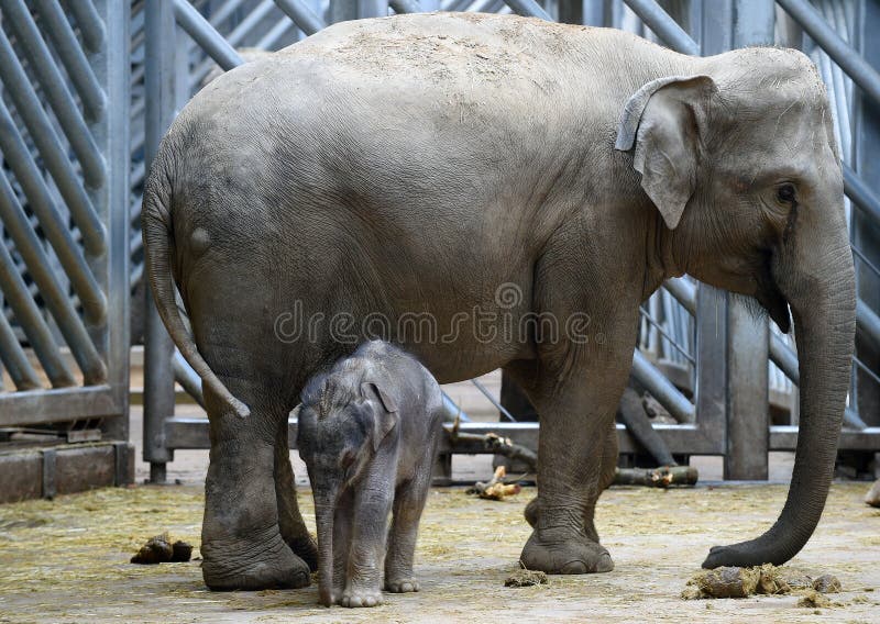 Small Asian elephant baby stock photo. Image of grey - 69572588