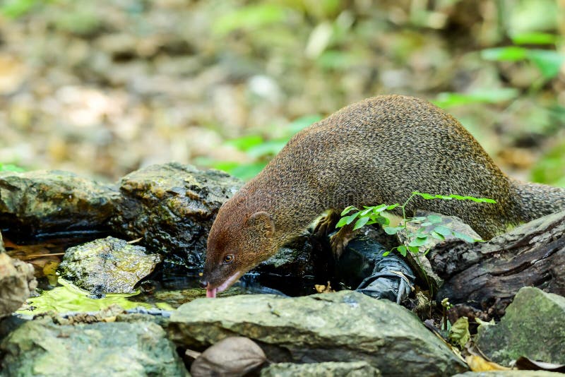 Water mongoose stock image. Image of zoology, animal - 48558797