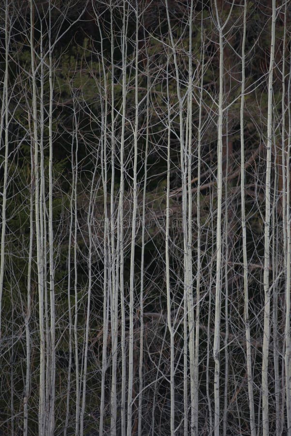 Little aspen trees stock image. Image of nature, bare - 177182041