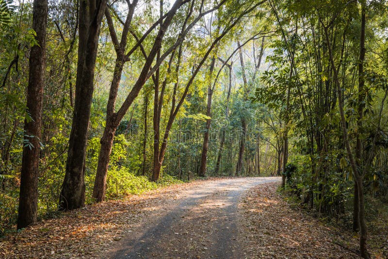 Road through the Tropical Forest Stock Photo - Image of environment ...