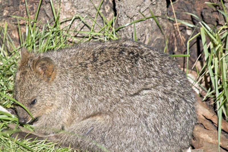 Quokka side view stock image. Image of australia, marsupial - 115270599