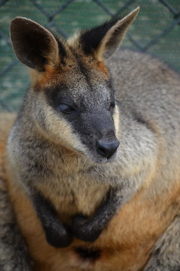 Small Australian Wallaby stock photo. Image of australian - 25402562