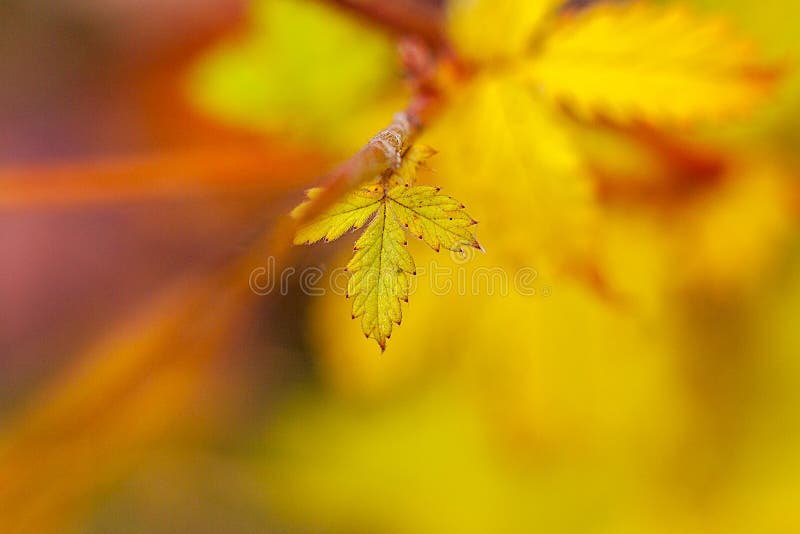 Small Autumn Leaf on Blurred Background Stock Photo - Image of ...