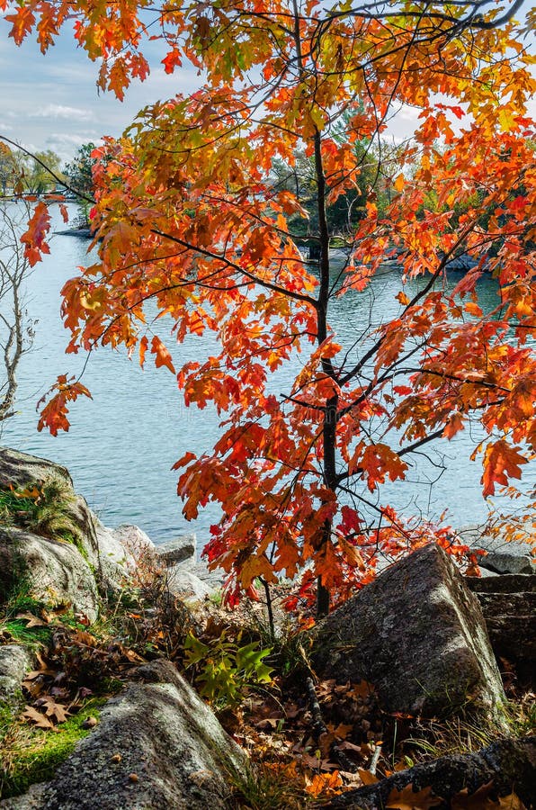 Small Autumn Mushrooms in Sunlight Stock Photo - Image of environment ...