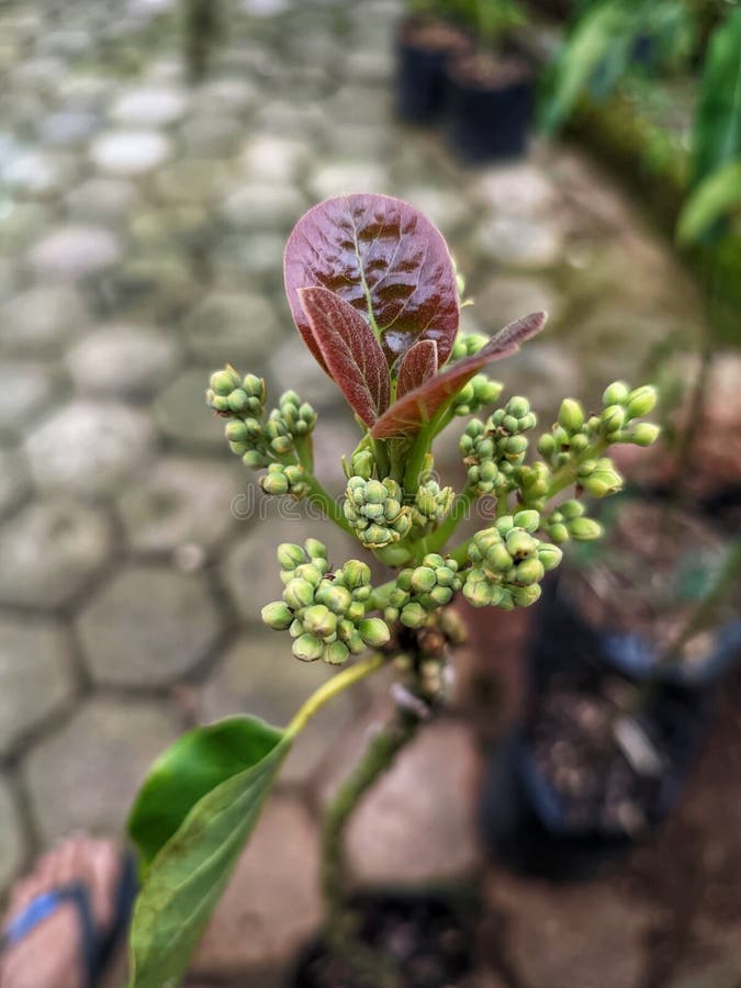A Small Avocado Tree that Has Grown Flowers Stock Photo - Image of ...