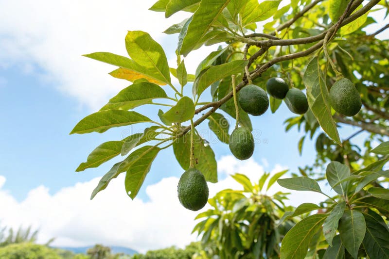 Small Avocados Growing on Tree, Rarotonga, Cook Islands Stock ...