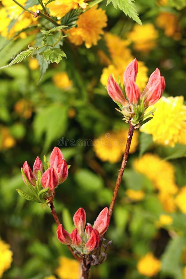 Small Azalea tree stock image. Image of background, grow - 23589959