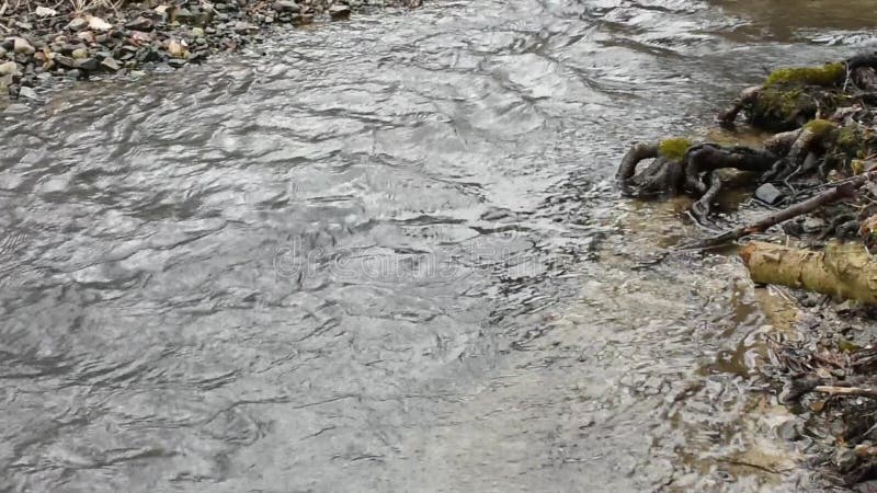 Babbling Brook in the Spring Forest Stock Footage - Video of clean ...