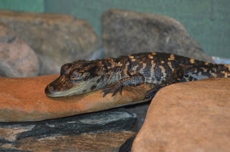 Small Alligator with His Snout on the Water and a Foot Out of the Swamp ...