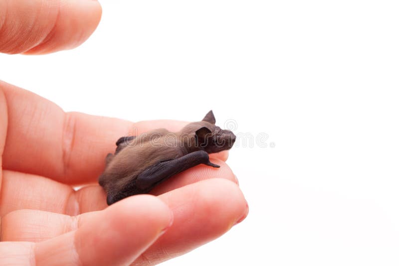 Baby Bat Sitting on Finger stock image. Image of wildlife - 25665523