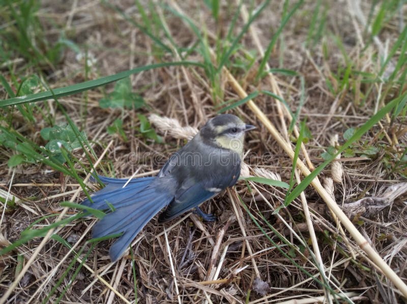 Small Baby Bird on grass stock photo. Image of font - 192679346