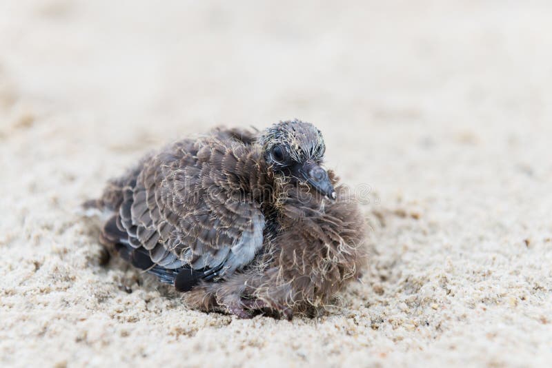 Small Baby Bird Sits on Beach Sand Stock Image - Image of wildlife ...