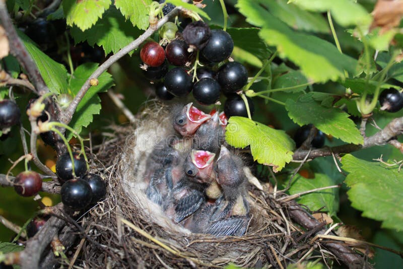 Two Baby Birds Singing For Supper Stock Image - Image of macro, newborn ...