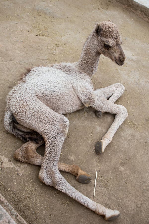 Small baby camel stock photo. Image of birth, lying, young - 56673144