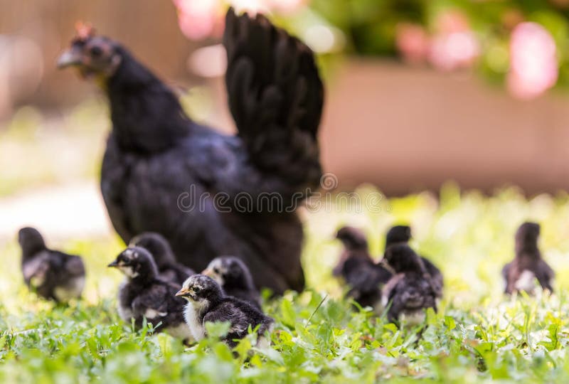 Small Baby Chicken in the Yard Stock Image - Image of mother, farming ...
