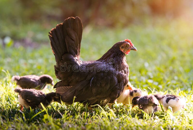 Small Baby Chicken in the Yard Stock Image - Image of agriculture ...