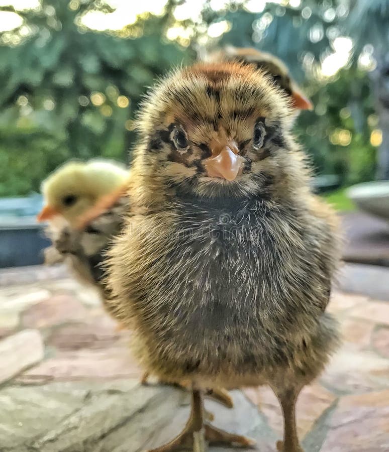 Small baby chickens stock image. Image of animal, adorable - 112470503