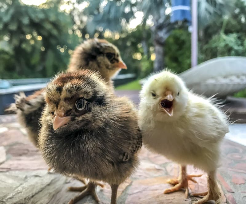 Small baby chickens stock image. Image of animal, adorable - 112470503