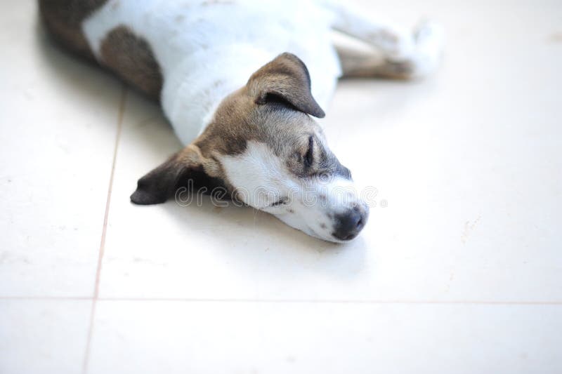 Small Baby Cute Dog Sit on Floor Stock Image - Image of little, baby ...