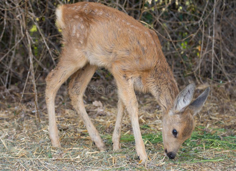 Small baby deer eats grass stock image. Image of eats - 289962847