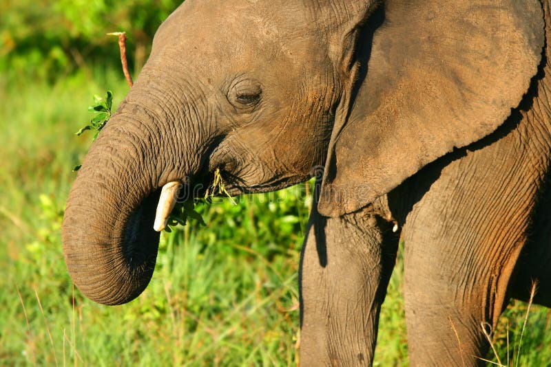 Small Baby Elephant in the Wild Stock Image - Image of beautiful ...
