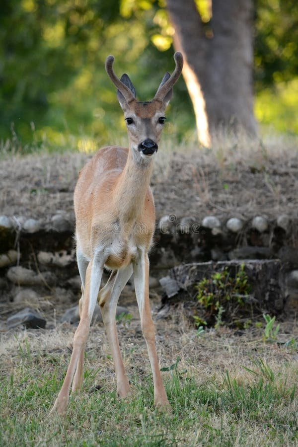 Small baby elk stock image. Image of small, park, canadensis - 34156601