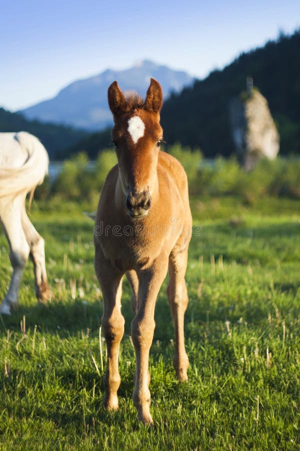 Baby horse stock image. Image of active, corral, group - 14078313