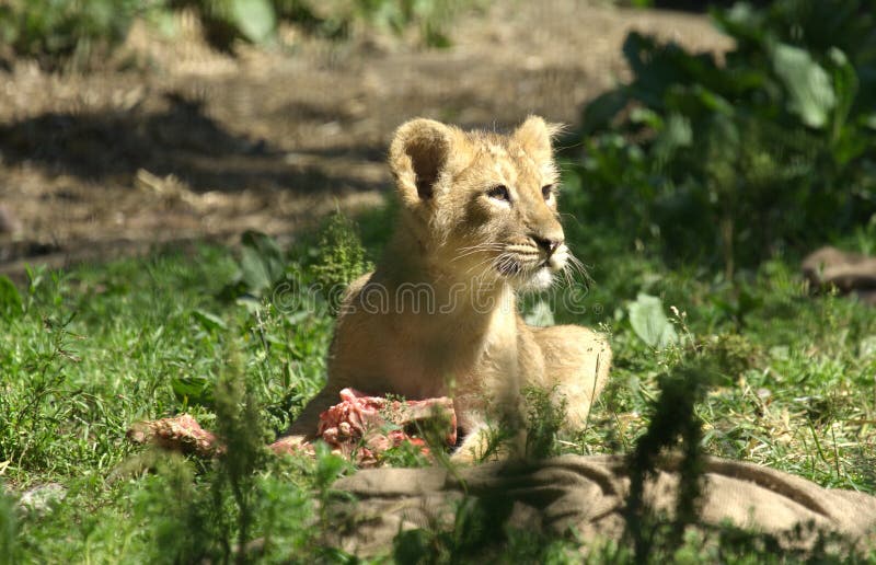 Small Baby Lion Having Dinner Stock Photo - Image of dinner, outdoors ...