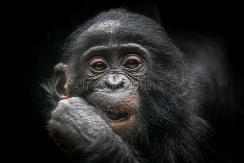 A Small, Baby Monkey Sucking on Its Hand Stock Image - Image of ...
