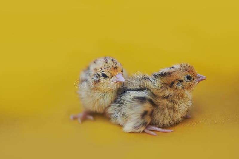 Baby Quails Hatching Xcaret Quintana Roo, Mexico Stock Image - Image of ...