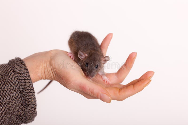 Small baby rat stock image. Image of pets, young, domestic - 35167529