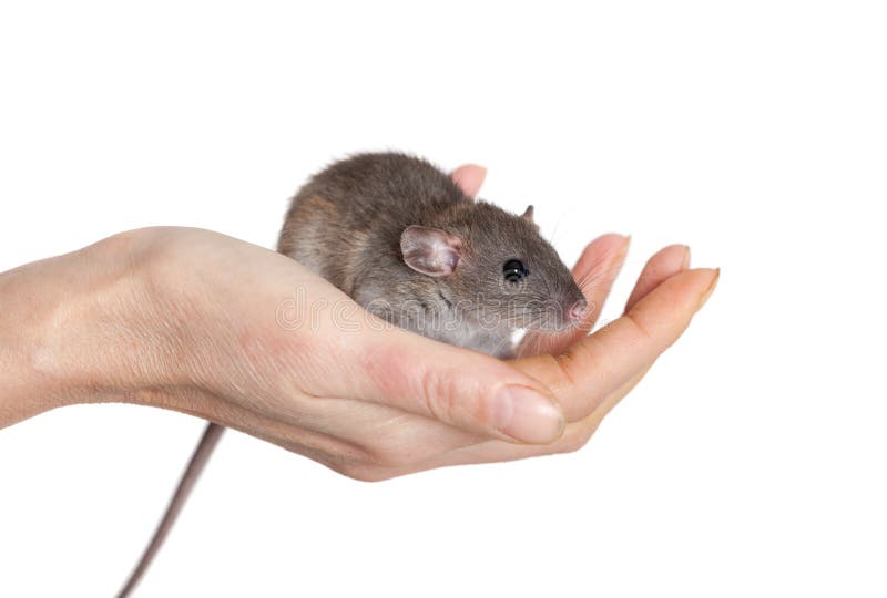 Small baby rat stock image. Image of care, domestic, closeup - 35167555