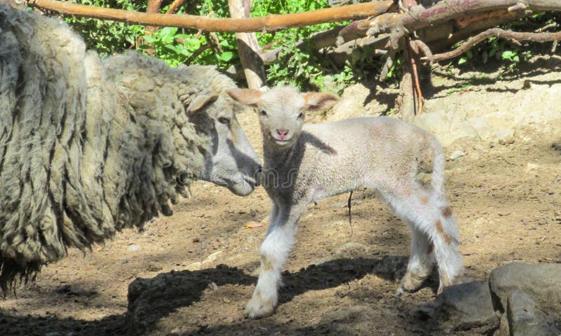 Small Baby Sheep on the Farm Stock Photo - Image of cute, countryside ...