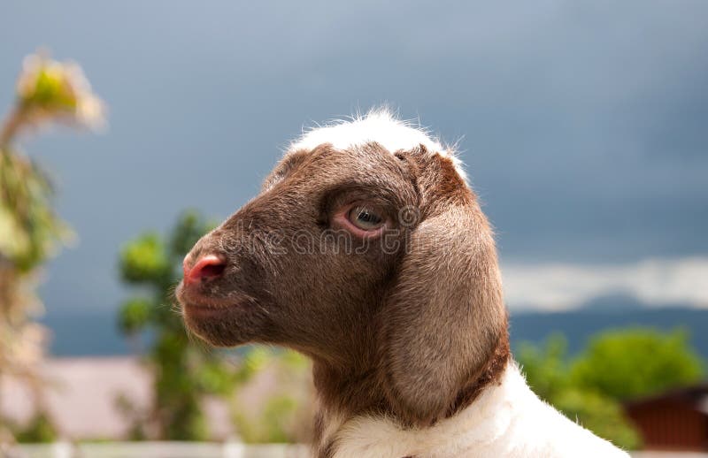 Small baby sheep or lamb stock image. Image of easter - 31742123
