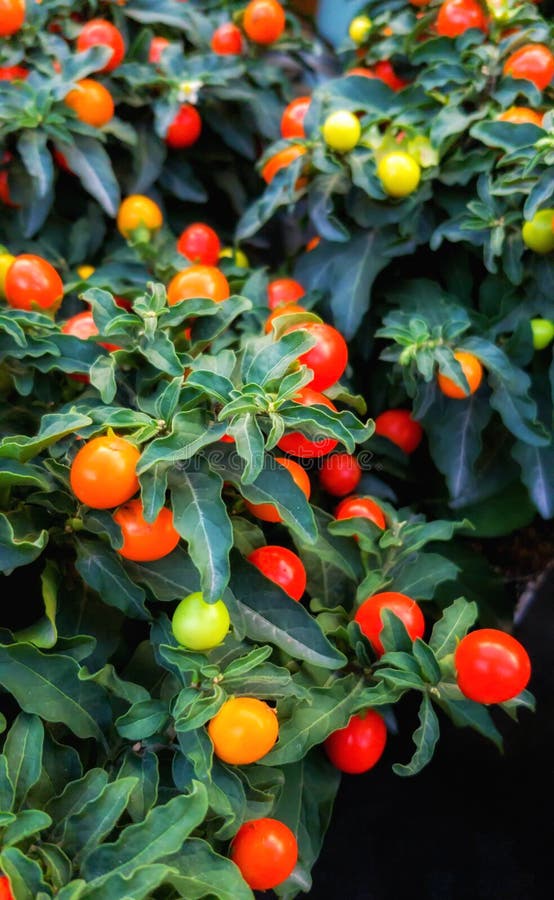 Small baby tomatoes. stock photo. Image of growing, giving - 105660468