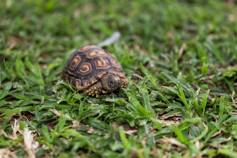 Small baby tortoise stock image. Image of brown, small - 91845619