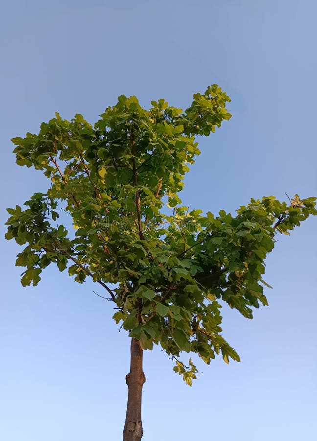 A small baby tree stock image. Image of green, sunlight - 251544911