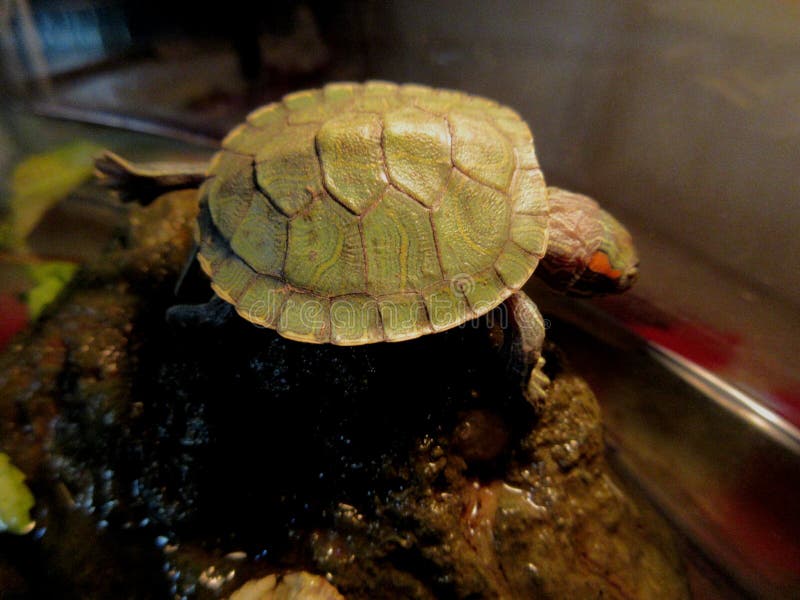 Baby Turtle Basking Stock Photos - Free & Royalty-Free Stock Photos ...