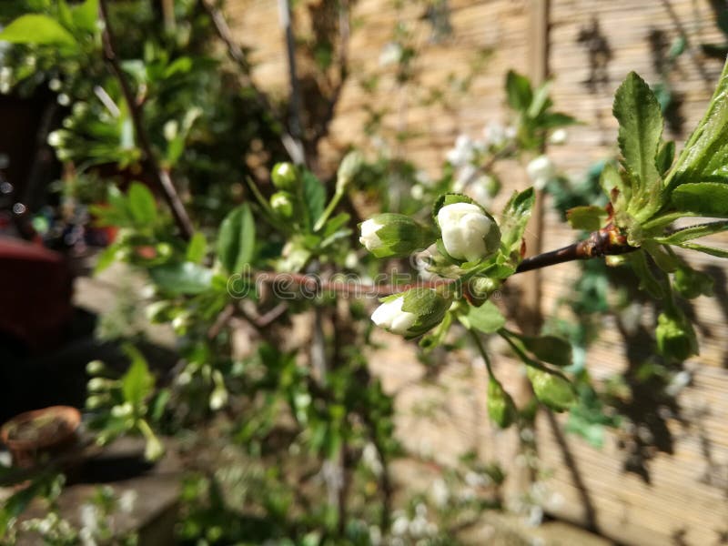 Small bad stock photo. Image of green, three, white - 114003084