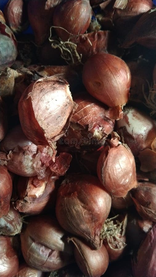 The Small and Bad Quality Onions Stock Image - Image of crop, quail ...