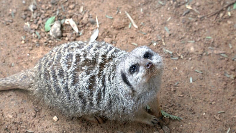 Small Badger is in the Middle of the Frame Looking into the Camera ...