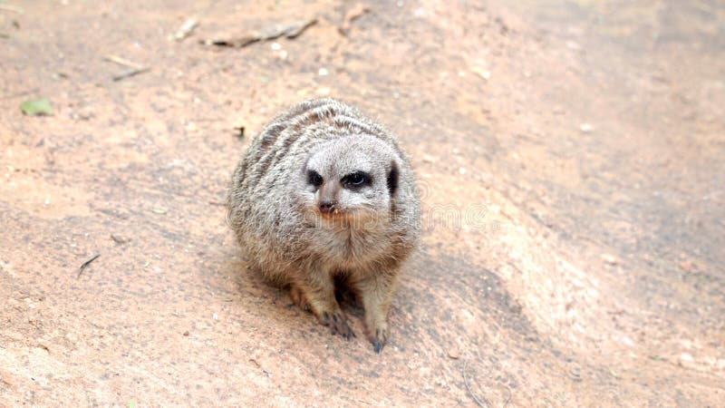 Small Badger is in the Middle of the Frame. Stock Photo - Image of ...