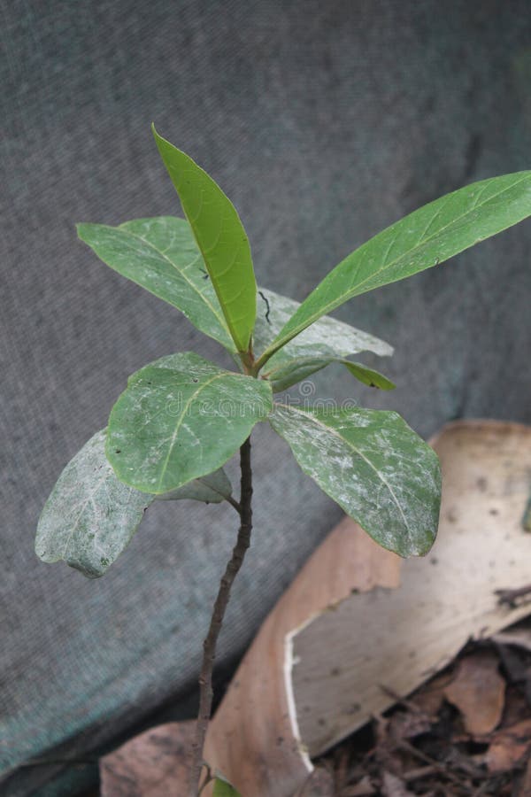 The small badham tree stock photo. Image of badham, agriculture - 179885780